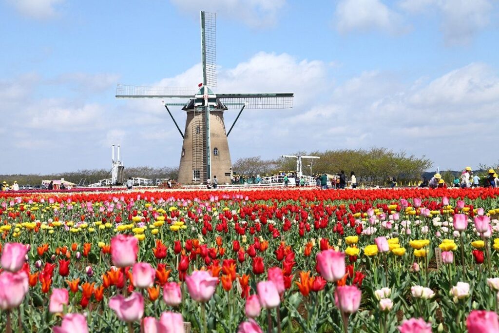 Indahnya Bunga-Bunga Musim Semi 2024 di Tokyo Dan Rekomendasi Tempat ...