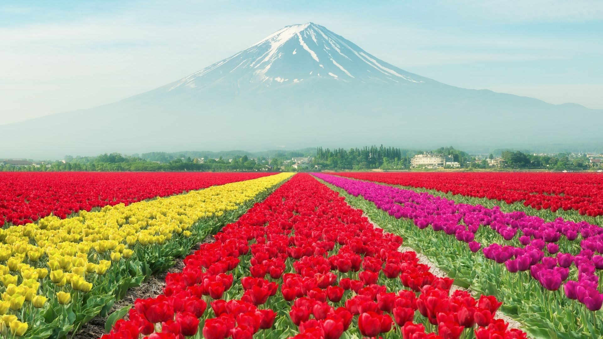 Indahnya Bunga-Bunga Musim Semi 2024 di Tokyo Dan Rekomendasi Tempat ...