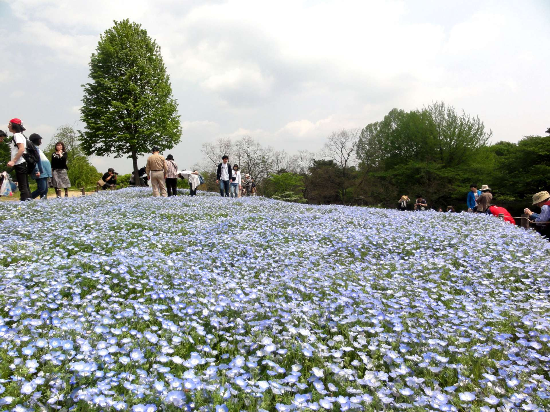 Indahnya Bunga-Bunga Musim Semi 2024 di Tokyo Dan Rekomendasi Tempat ...