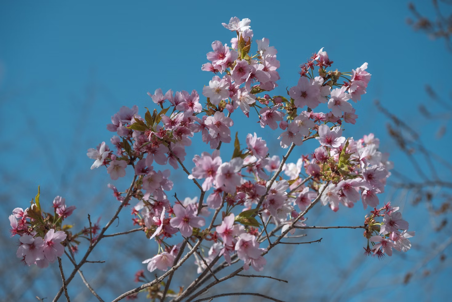 9 Fakta Menarik Tentang Sakura: Keindahan Musim Semi di Jepang – Tokyo ...