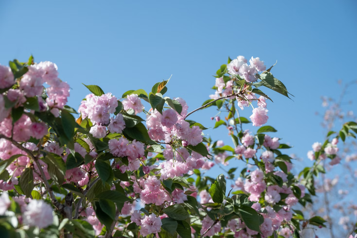 9 Fakta Menarik Tentang Sakura: Keindahan Musim Semi di Jepang – Tokyo ...
